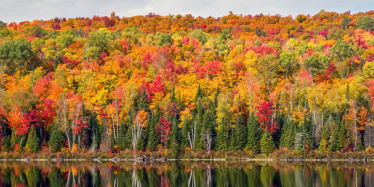 Tree Free Papers - California Green Press
